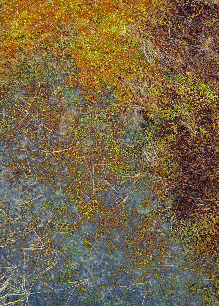The Bog Plants 002 by Bernhard Lang - Contemporary photography | Artistics