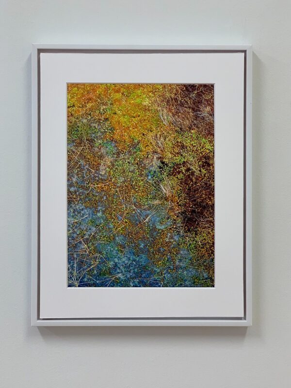 The Bog Plants 002 by Bernhard Lang - Contemporary photography | Artistics