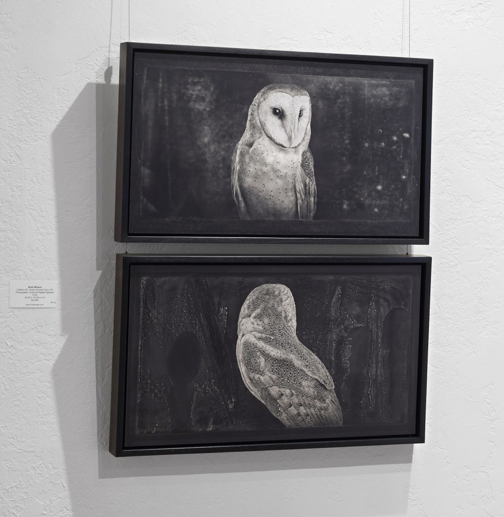Artifact XIX, Barn Owl, 2024 | Contemporary photography by Brad Wilson ...